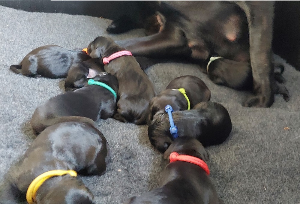 Puppies & Trained Dogs | Part Trained And Fully Trained Gun Dogs